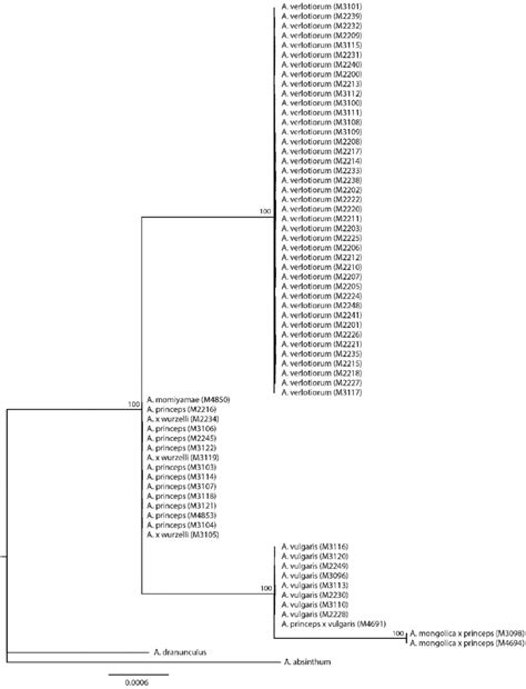 trnl f maximum likelihood phylogram values on the branches indicate