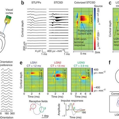 Geniculate Afferents Making Monosynaptic Connections With A Cortical Download Scientific