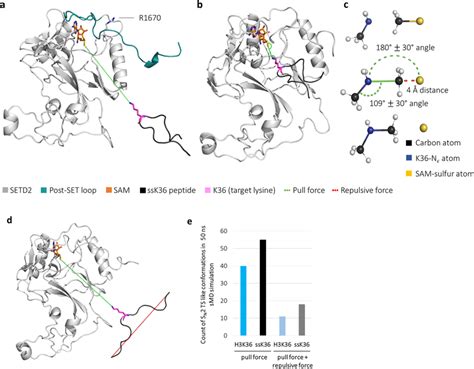 Hairpin Conformations Facilitate The Access Of The Peptide Into The