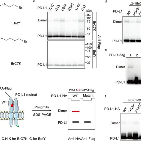Pd L1 Homodimerization Plays An Important Role In Pd 1 Binding And