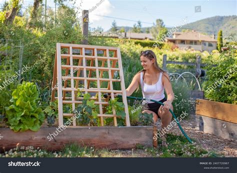 61 Cedar Trellis Royalty Free Photos And Stock Images Shutterstock