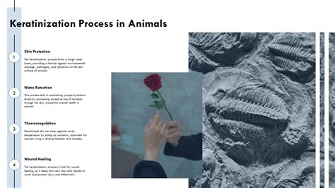 Keratinization Process In Animals Ppt Powerpoint St Ai Ss Ppt Slide