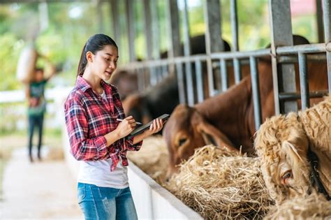 Asian Young Farmer Woman With Tablet Pc Computer And Cows In Cowshed On