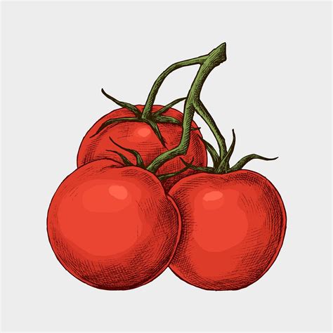 Tomato Illustration Royalty Free Stock Vector
