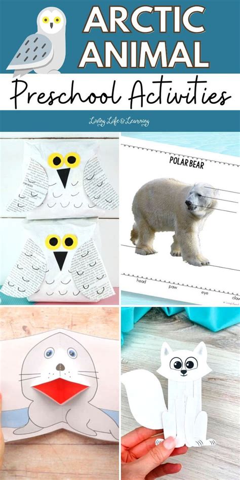 Polar Bear Life Cycle Worksheet Artofit