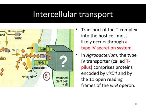 Molecular Biology Of Agrobacterium Infection Ppt