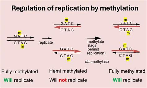 Why Is Methylation Important For Replication Sciencecodons