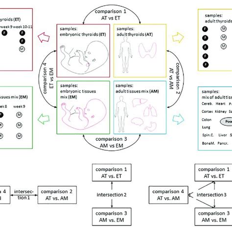 Overview Of Transcriptomic Analyses Sample Composition Of The Four Download Scientific