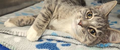 Animal Clinic Of North Topeka Sedation Form