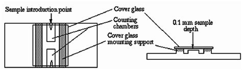 Sample Introduction In Hemacytometer Download Scientific Diagram