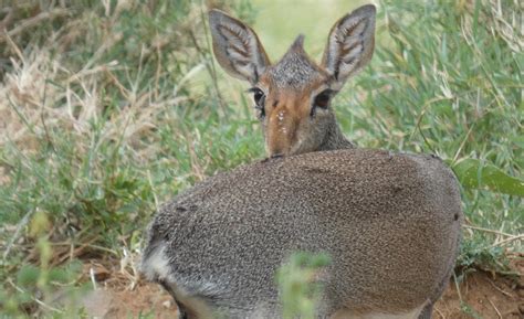 Location Africa Films Dik Dik They Pair For Life They Are Territorial They Like Dry Open