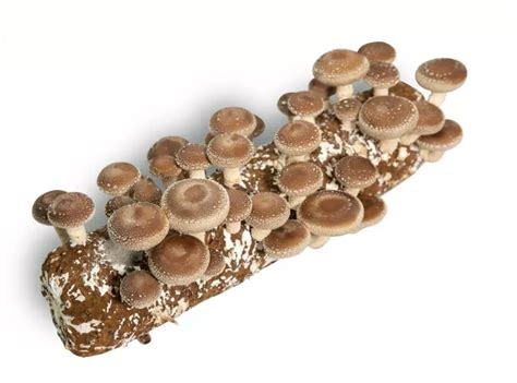 Shiitake Grow Kit Wildspore Mushrooms