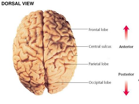 Ppt Terms Of Reference Powerpoint Presentation Free Download Id