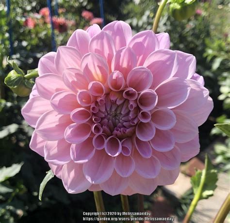 Dahlia Sweet Nathalie In The Dahlias Database