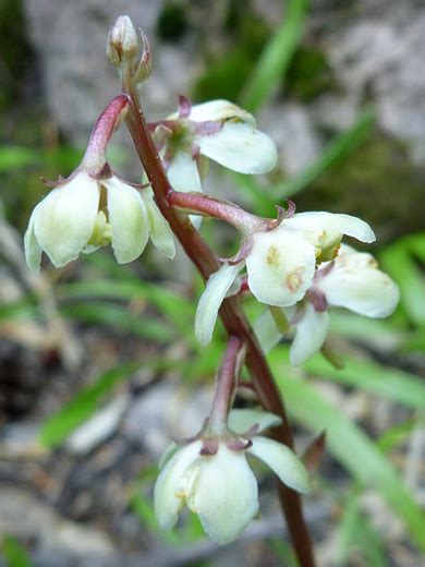White Veined Wintergreen Pyrola Picta