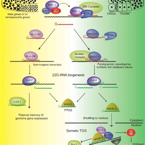 C Elegans Life Cycle And Developmental Stages A Scheme Of The Life