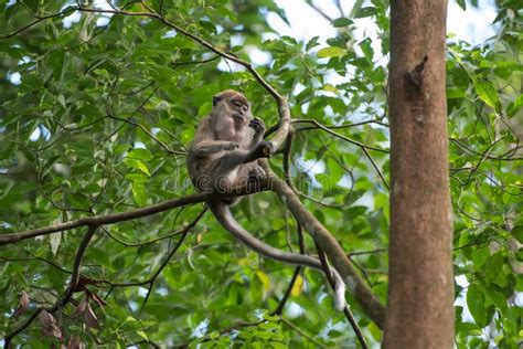 Cute Cynomolgus Monkey Sits On A Tree And Thoughtfully Looks At Stock