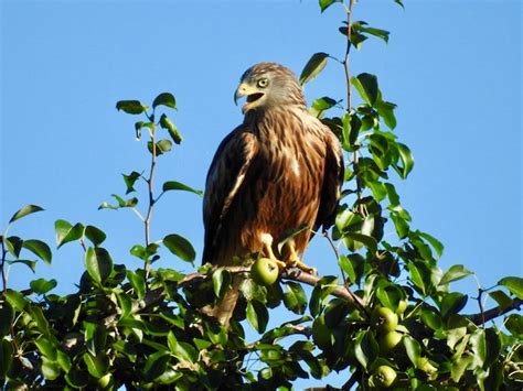 Premium Photo View Of Bird Of Prey Perching On Tree Against Sky