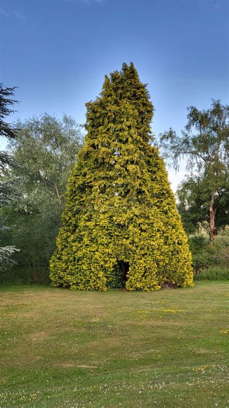 Park With Decorative Grass Tower Stock Image Image Of Tree Summer 257121471