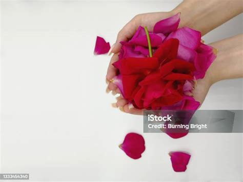 많은 분홍색 장미 꽃잎과 여러 흐릿한 꽃잎흰색 배경에 장미의 꽃의 소수를 들고 긴 손질 손톱젊은 여자의 손 내가 당신을 사랑한다고 말하는 텍스트 를위한 장소와 발렌타인 데이