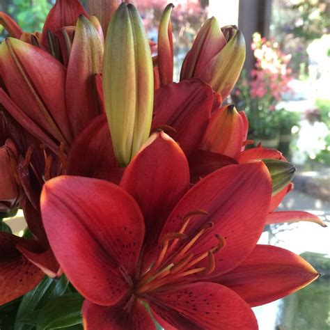 Lilium X Lily Looks Tiny Rocket Asiatic Lily Siteone