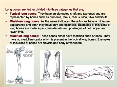 Introductory Lecture Osteology General Data The Human Skeleton Its Development Structure