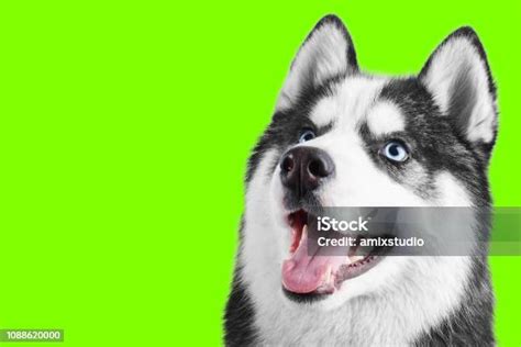 블루 아이드 아름 다운 웃는 시베리안 허스키 개가 튀어나와 혀의 Ufo 녹색 배경 복사 공간에 고립 개에 대한 스톡 사진 및 기타 이미지 Istock