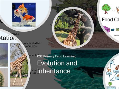 evolution and inheritance bundle key stage 2 primary teaching resources