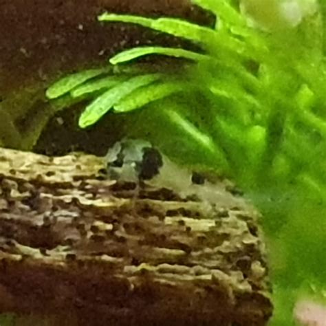 I Have Pygmy Cory Dora Fry Raquariums