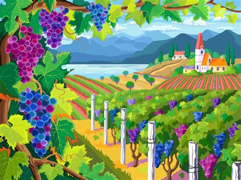 Weinberg Stock Illustrationen Vektoren And Kliparts 48012 Stock