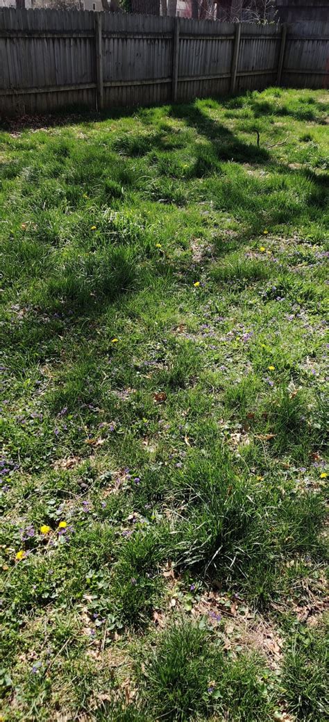 How Many Grassweed Variations Can You Spot Rlawncare