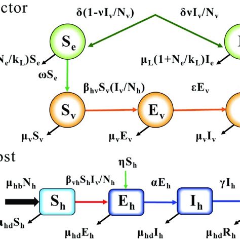Single Strain Dengue Transmission Model Download Scientific Diagram
