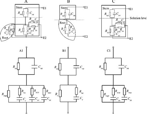 Figure 1 From Analysis Of The Willow Root System By Electrical