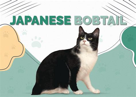 Japanese Bobtail Cat Breed Info Pictures Care Traits And Facts