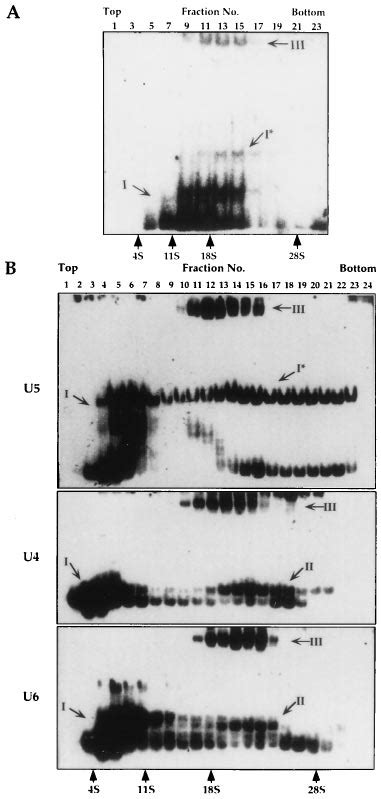 Fractionation Of U4 U5 And U6 Rnps On Sucrose Gradients A Extracts Download Scientific