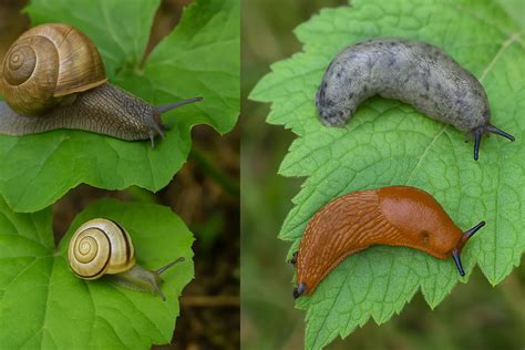 Schnecken Arten Erklärt Welche Sind Nützlich Welche Schädlich