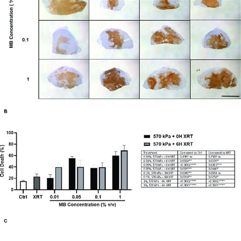 Vessel Density And Quantification 24 Hours After Treatment A High