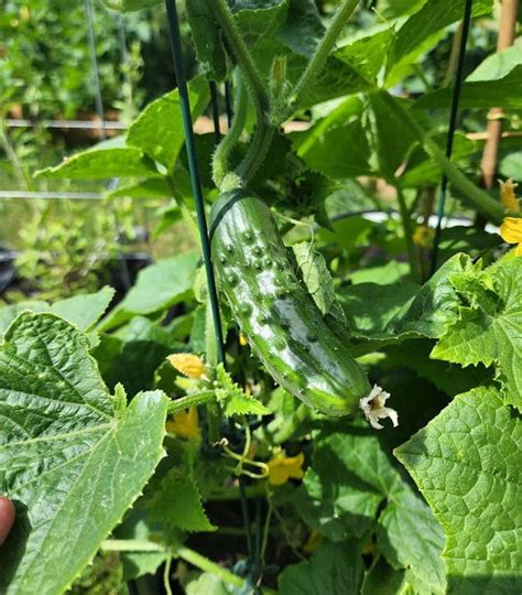 20 Best Mini Cucumber Varieties Small Cucumbers
