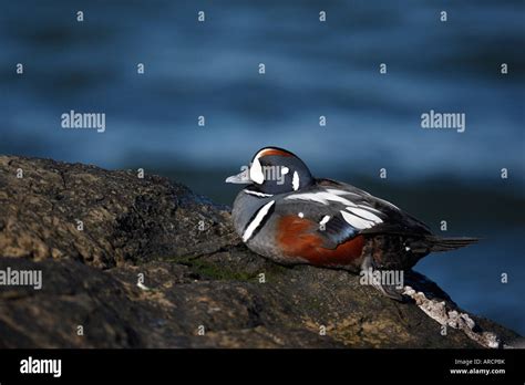 Harlequin Duck Histrionicus Histrionicus Male New Jersey Usa Winter