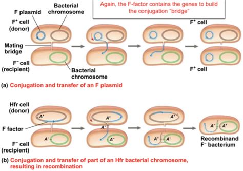 Biol 112 Ch 22 Slides Flashcards Quizlet