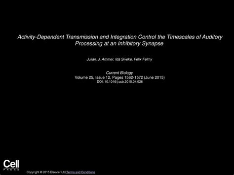 activity dependent transmission and integration control the timescales
