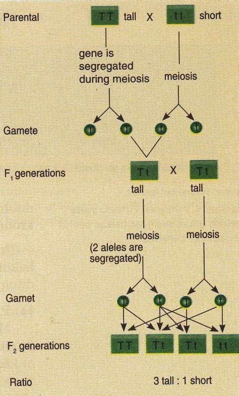 Monohybrid Cross And Segregation Law New Science Biology