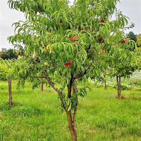 7 Gal Contender Peach Tree Pchcon07g The Home Depot