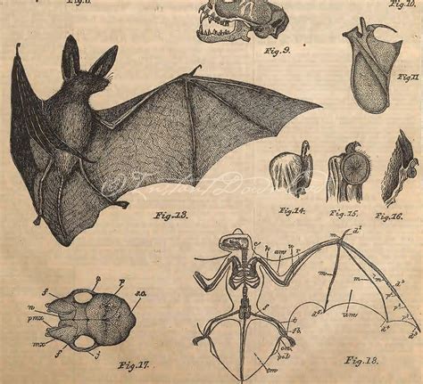 Bat Anatomy