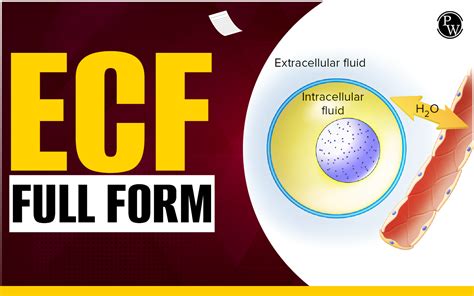 Ecf Full Form Importance Components Regulation Of Electrolytes