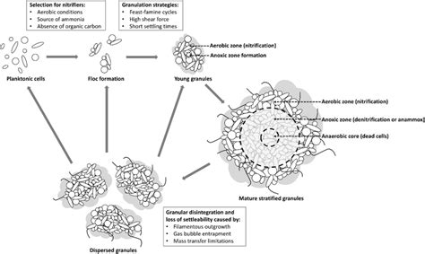Difference Between Exfoliation And Granular Disintegration At Karin Wright Blog