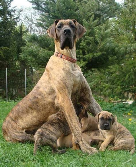 29 Amazing Pictures Of Brindle Great Danes The Paws