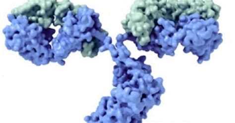 Immunoglobulins What They Are Types Characteristics And Functions Psychology 2023