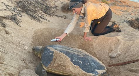 Flatback Turtles Hatch At Variable Rates On Was Pilbara Beaches