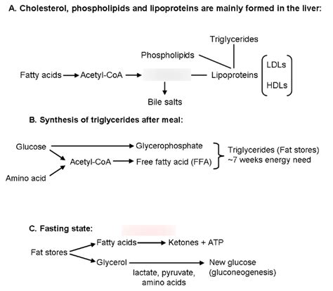 Diagram Of Lecture 10 Physiology Of Liver Function Quizlet